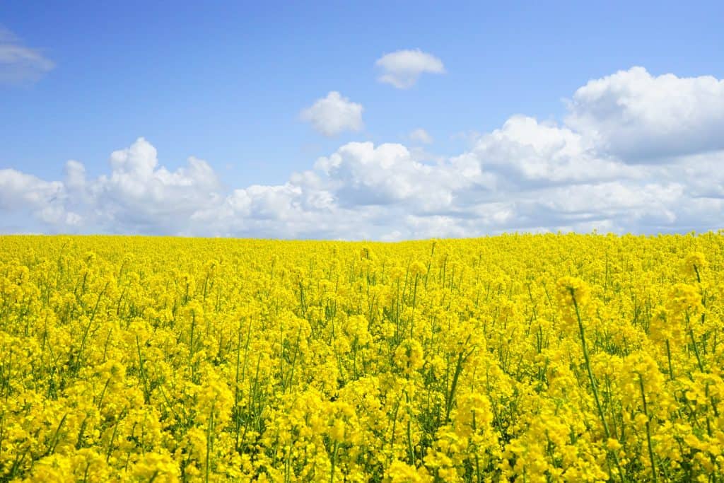 The Parable Of The Mustard Seed Meaning And Lessons the-parable-of-the-mustard-seed-meaning-and-lessons